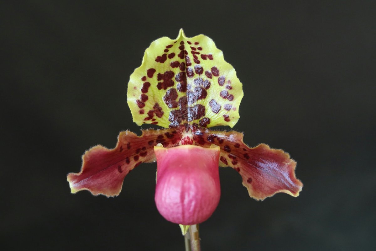 Yahoo!オークション - 値引き再出品 洋蘭 原種 パフィオ TA13245 TB19-...