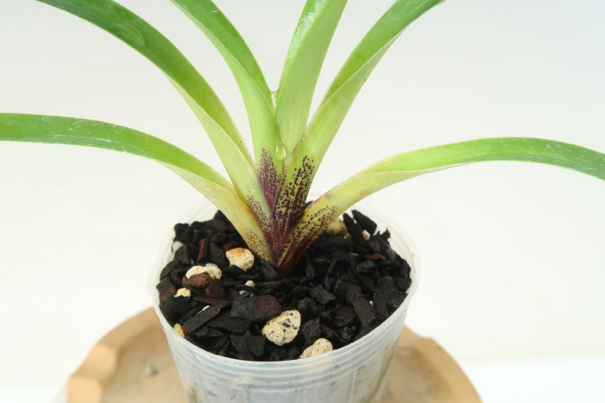 Yahoo!オークション - 洋蘭 原種 パフィオ TA13305 TB19-96 Paph. barb...