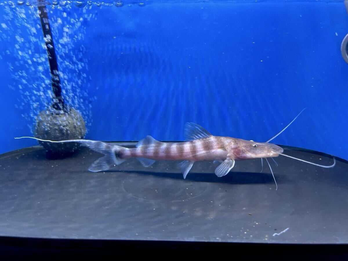 Yahoo!オークション - ゼブラキャット 約15cm