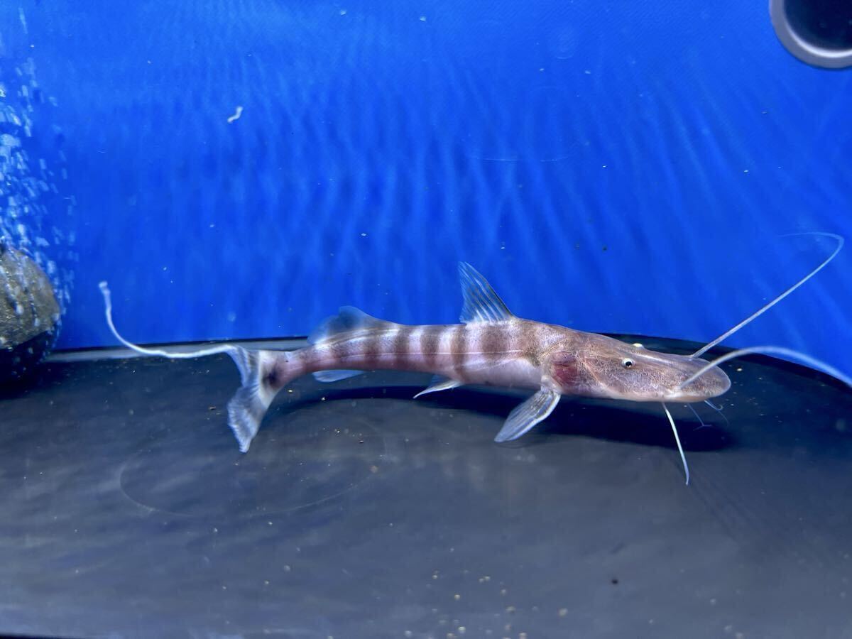 Yahoo!オークション - ゼブラキャット 約15cm