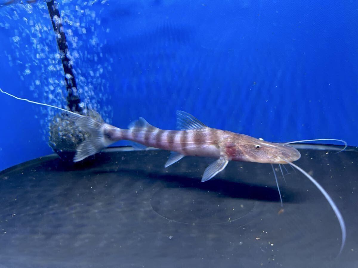 Yahoo!オークション - ゼブラキャット 約15cm