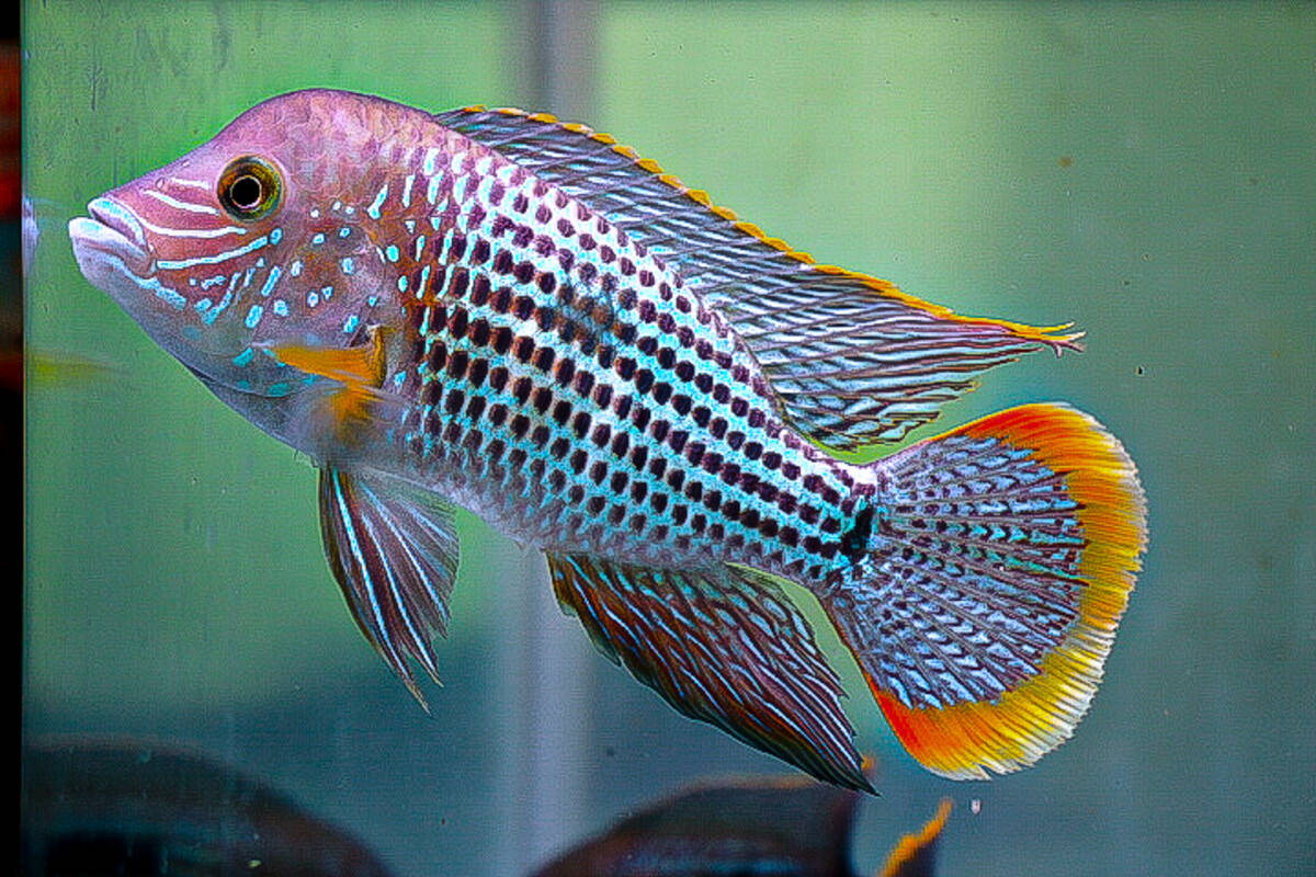 Yahoo!オークション - アロワナお供に人気 グリンテラーシクリッド