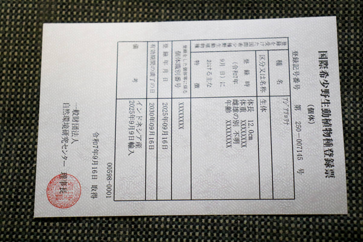 Yahoo!オークション - 売り切り 極上藍底過背金龍ベイビー 『DOS・...