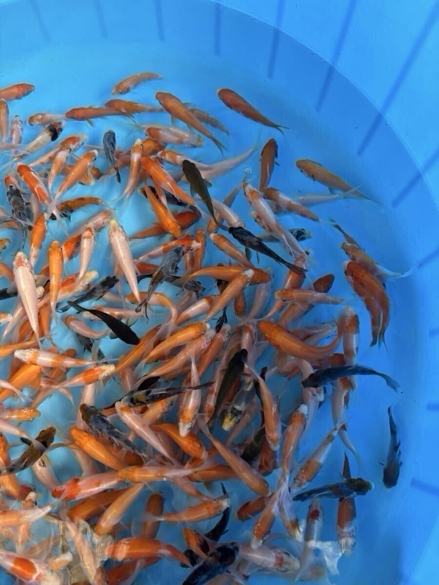 Yahoo!オークション - 2025年産 大特価SALE 鯉仔LL100匹セット+おまけ5...