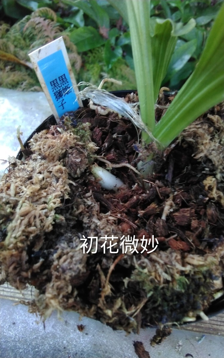 Yahoo!オークション - 颯 黒姫×黒獅子 未開花中苗 60（えびね・エビ...