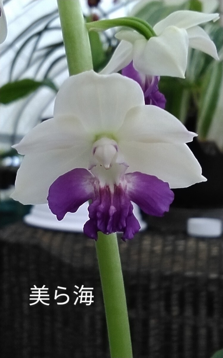 Yahoo!オークション - 颯 No.1丹頂×美ら海 60（えびね・エビネ・春...