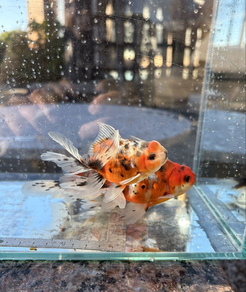 Yahoo!オークション - 東錦 当歳 5匹