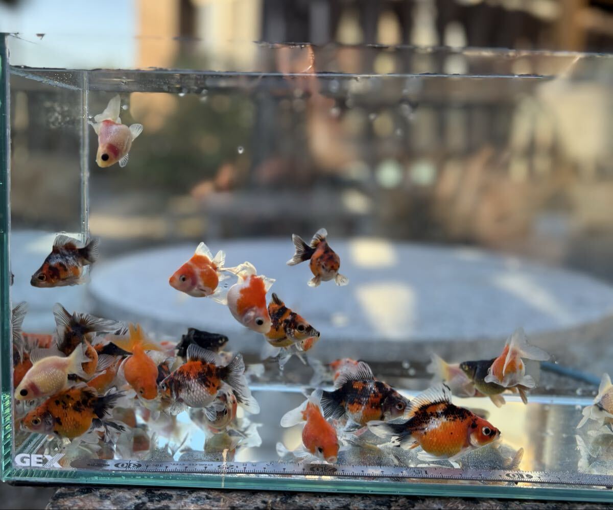 Yahoo!オークション - ピンポンパール 当歳 30匹