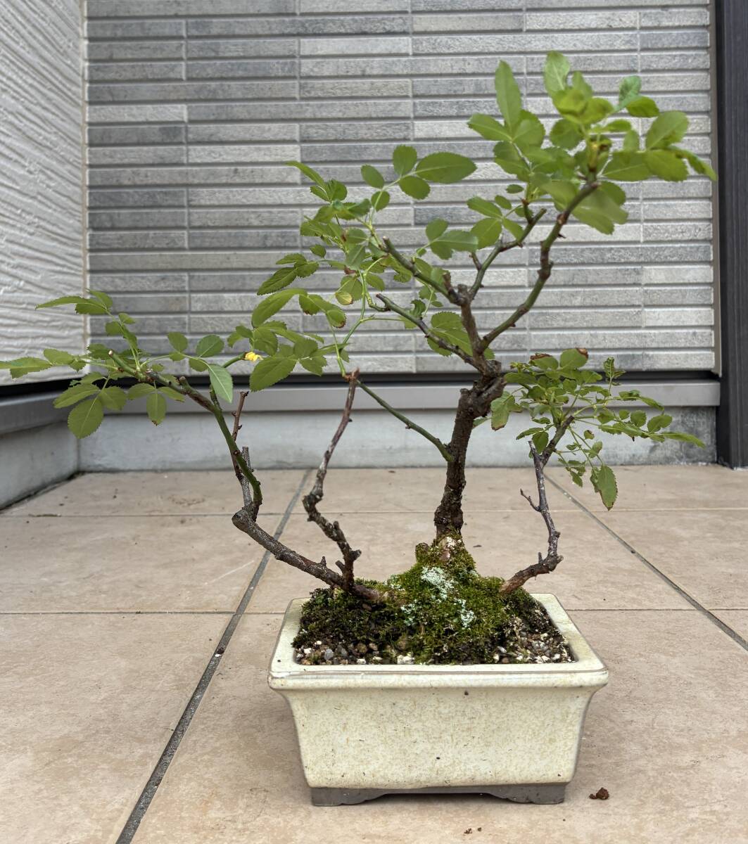 Yahoo!オークション - 薔薇の盆栽仕立て レア株 『野ばら（盆栽仕立て...