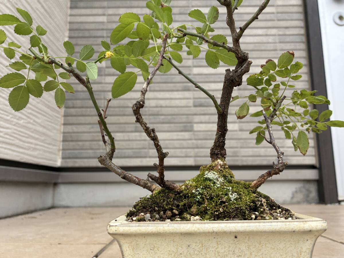 Yahoo!オークション - 薔薇の盆栽仕立て レア株 『野ばら（盆栽仕立て...