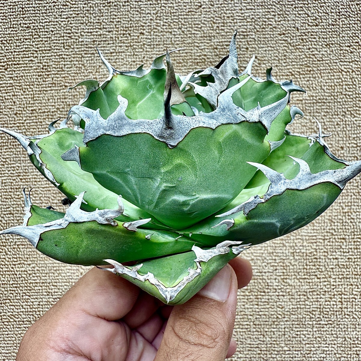 Yahoo!オークション - 【LZY】D364多肉植物 アガベ チタノタ 綠鯨 極上...