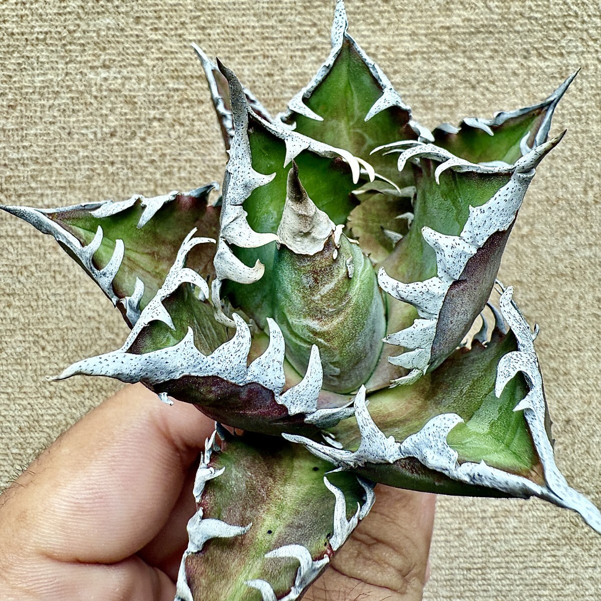 Yahoo!オークション - 【LZY】E343アガベ チタノタ レッドキャットウィ...