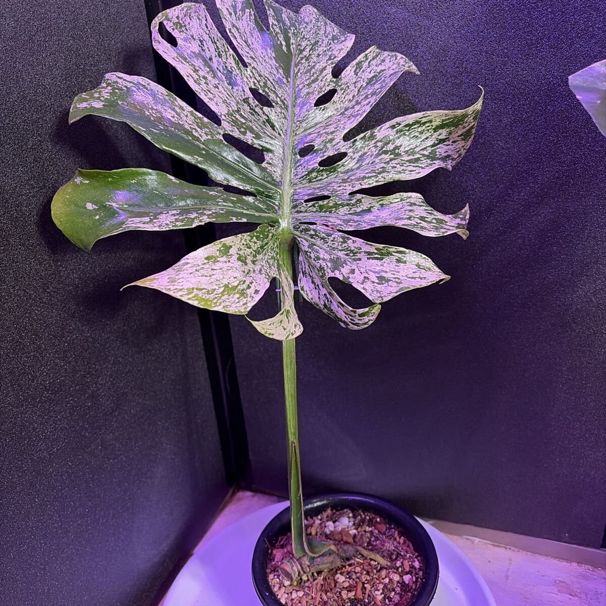 Yahoo!オークション - モンステラ デリシオーサ サイアムミント厳選個...