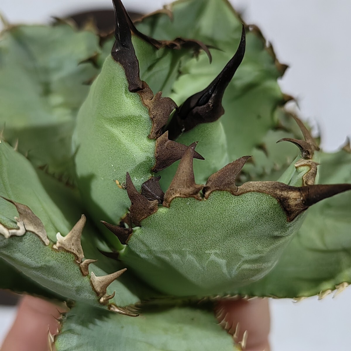 Yahoo!オークション - 453【上澳園芸】アガベ チタノタ オアハカ実生 ...