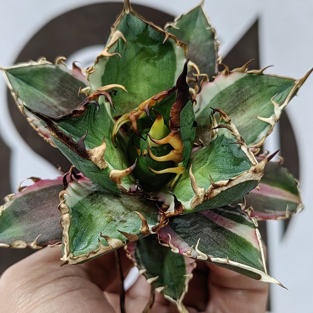 Yahoo!オークション - 469【上澳園芸】アガベ チタノタ レッドキャット...