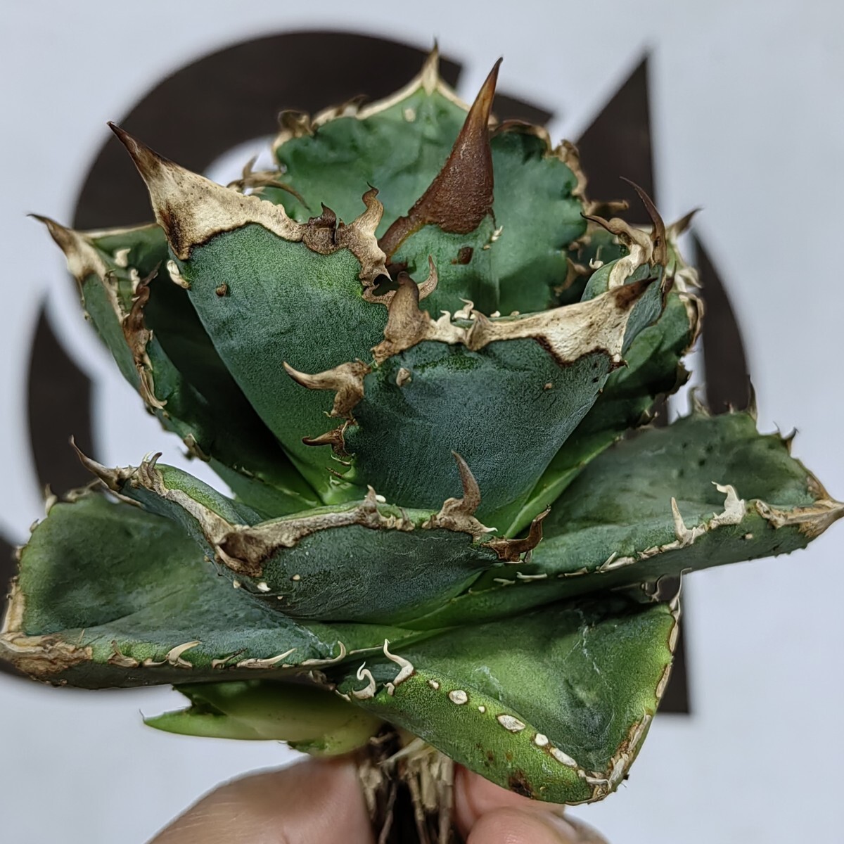 Yahoo!オークション - 062【上澳園芸】 アガベ チタノタ shangao-012 ...