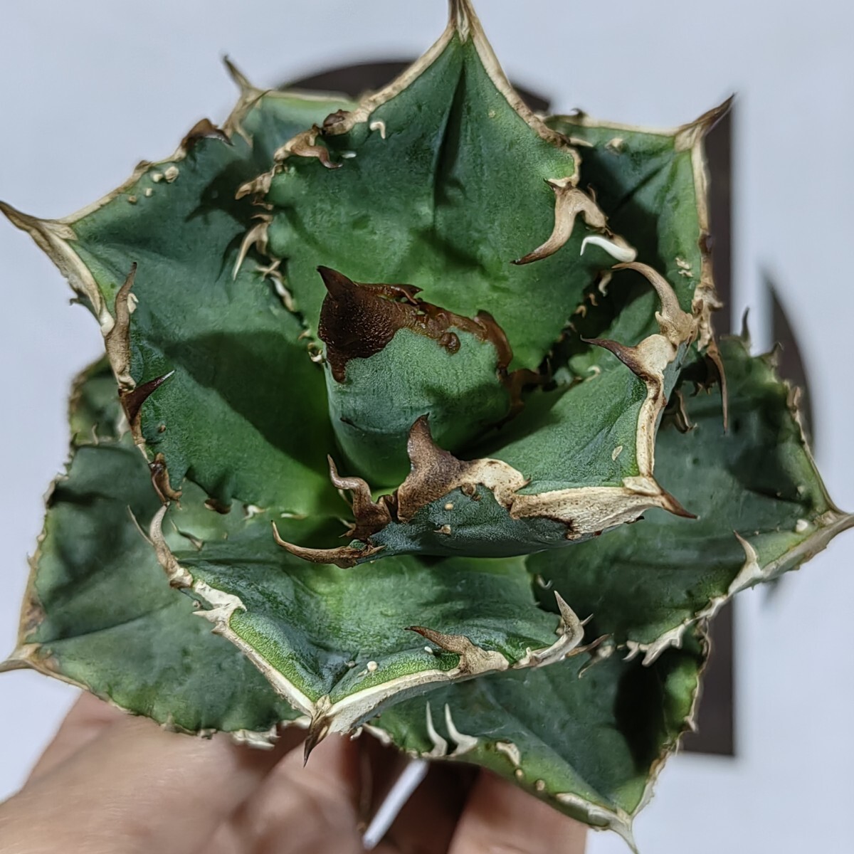 Yahoo!オークション - 062【上澳園芸】 アガベ チタノタ shangao-012 ...