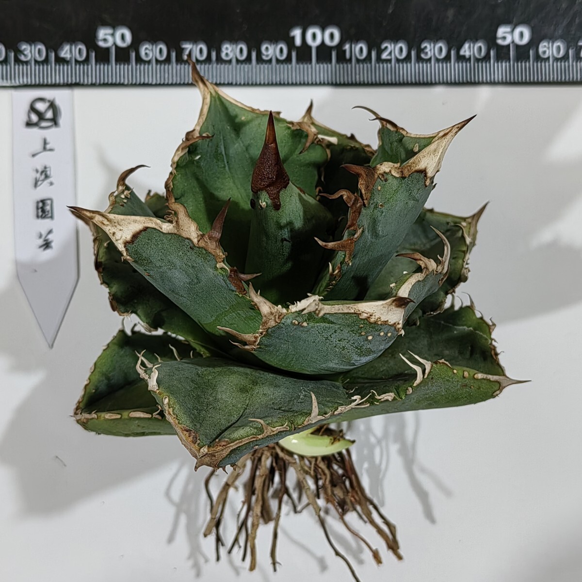 Yahoo!オークション - 062【上澳園芸】 アガベ チタノタ shangao-012 ...