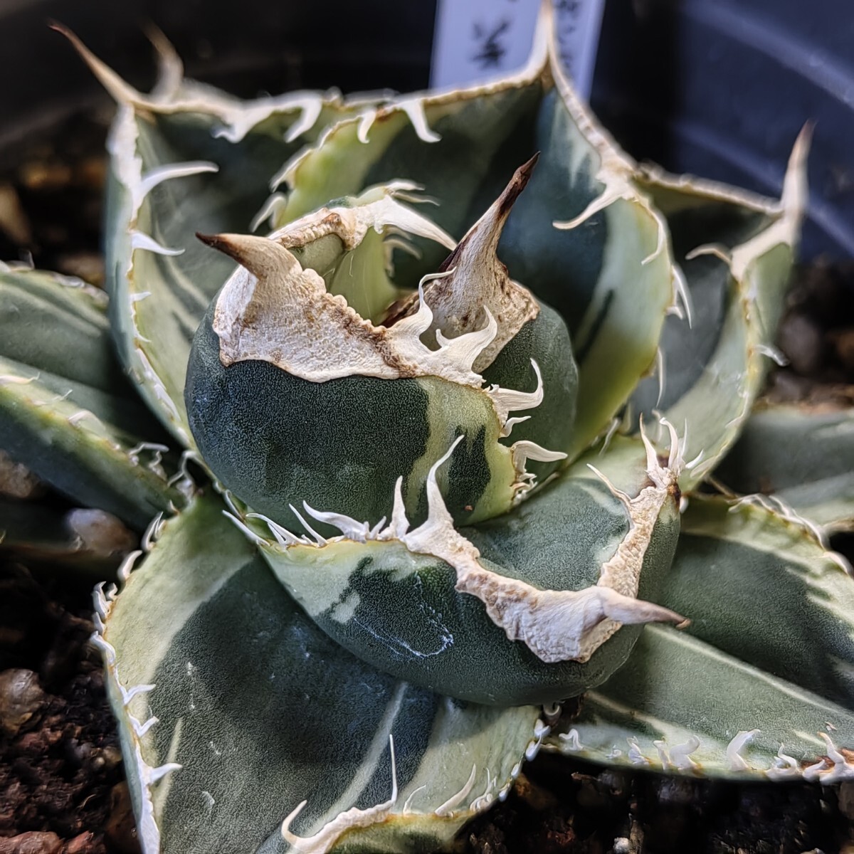 Yahoo!オークション - 067【上澳園芸】アガベ チタノタ SAD錦 南アフリ...