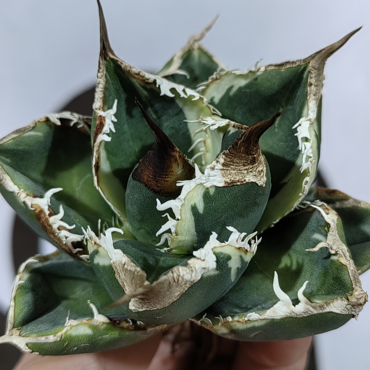 Yahoo!オークション - 067【上澳園芸】アガベ チタノタ SAD錦 南アフリ...