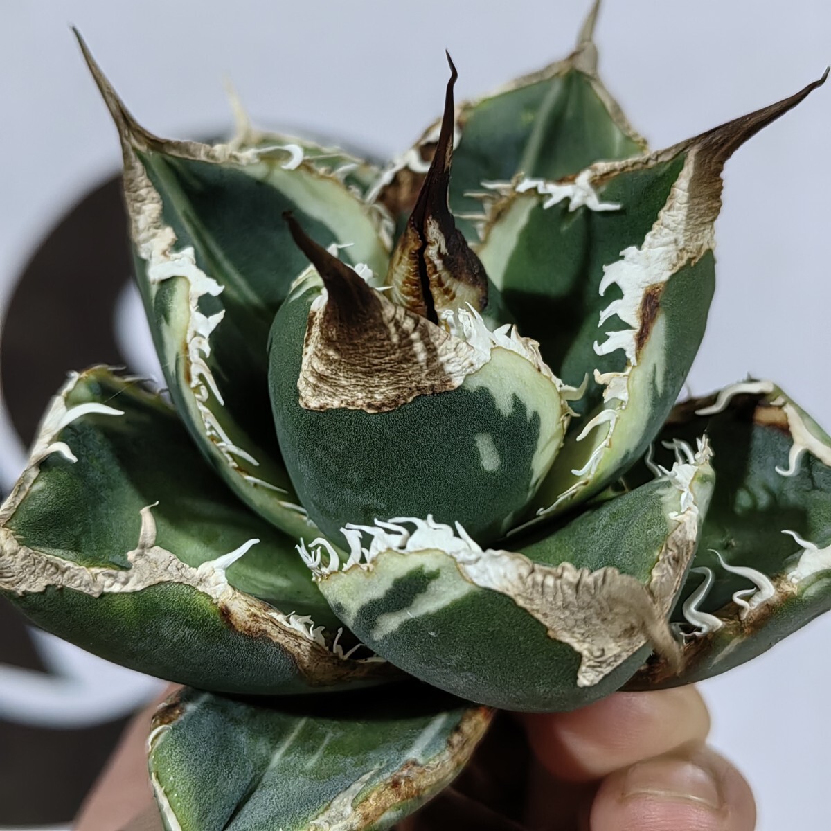 Yahoo!オークション - 067【上澳園芸】アガベ チタノタ SAD錦 南アフリ...