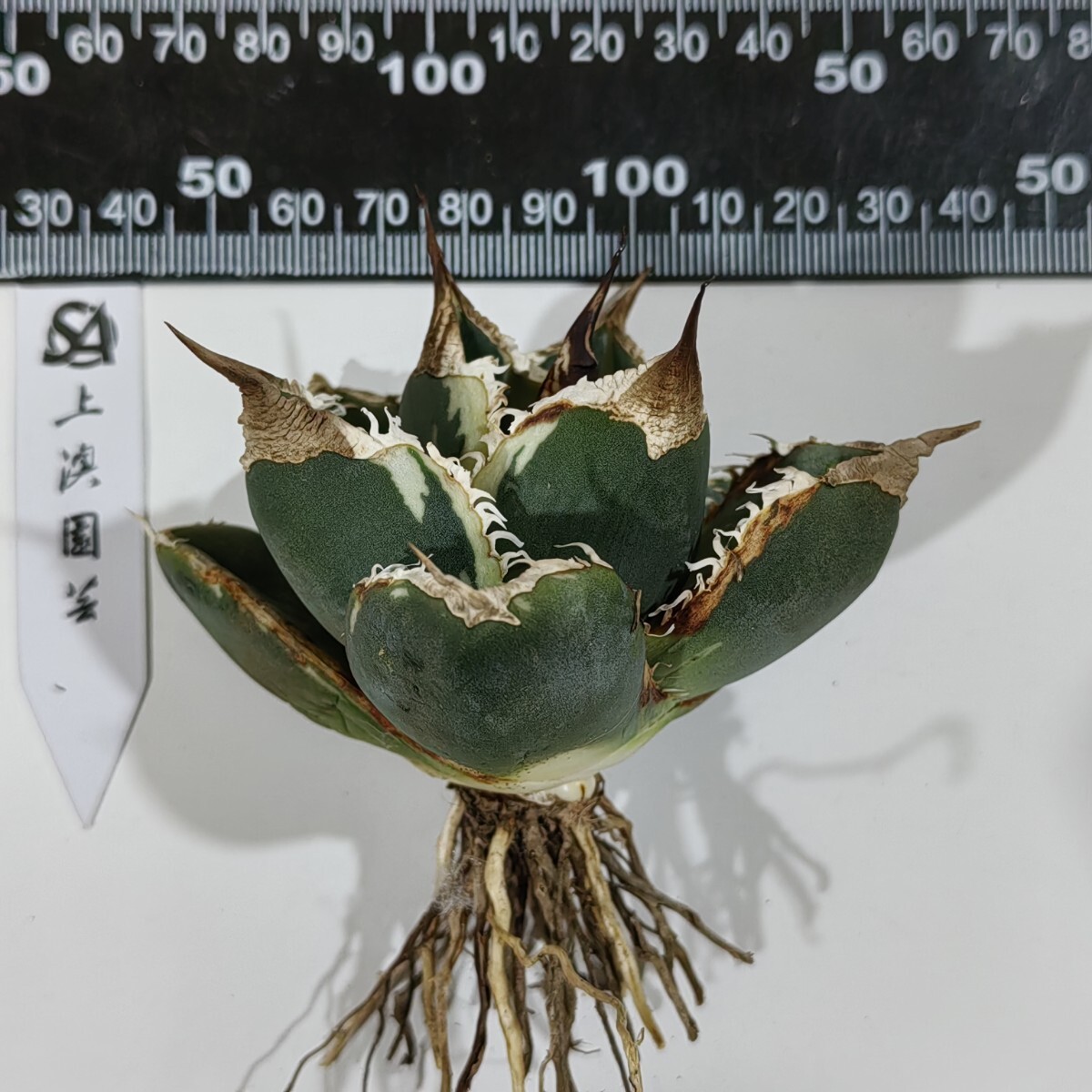 Yahoo!オークション - 067【上澳園芸】アガベ チタノタ SAD錦 南アフリ...