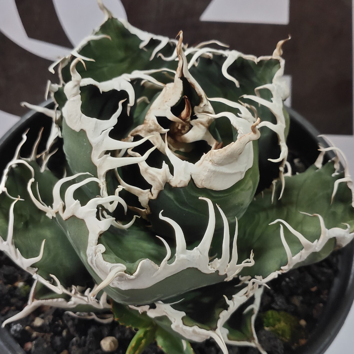 Yahoo!オークション - 074【上澳園芸】アガベ チタノタ 悪魔 メデュー...