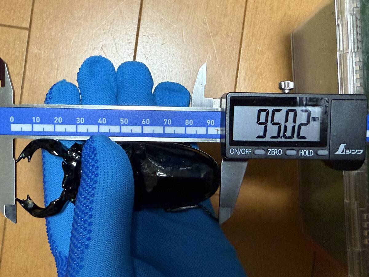 Yahoo!オークション - 【なめだんご】タランドゥス 種雄大型 95mmラ...