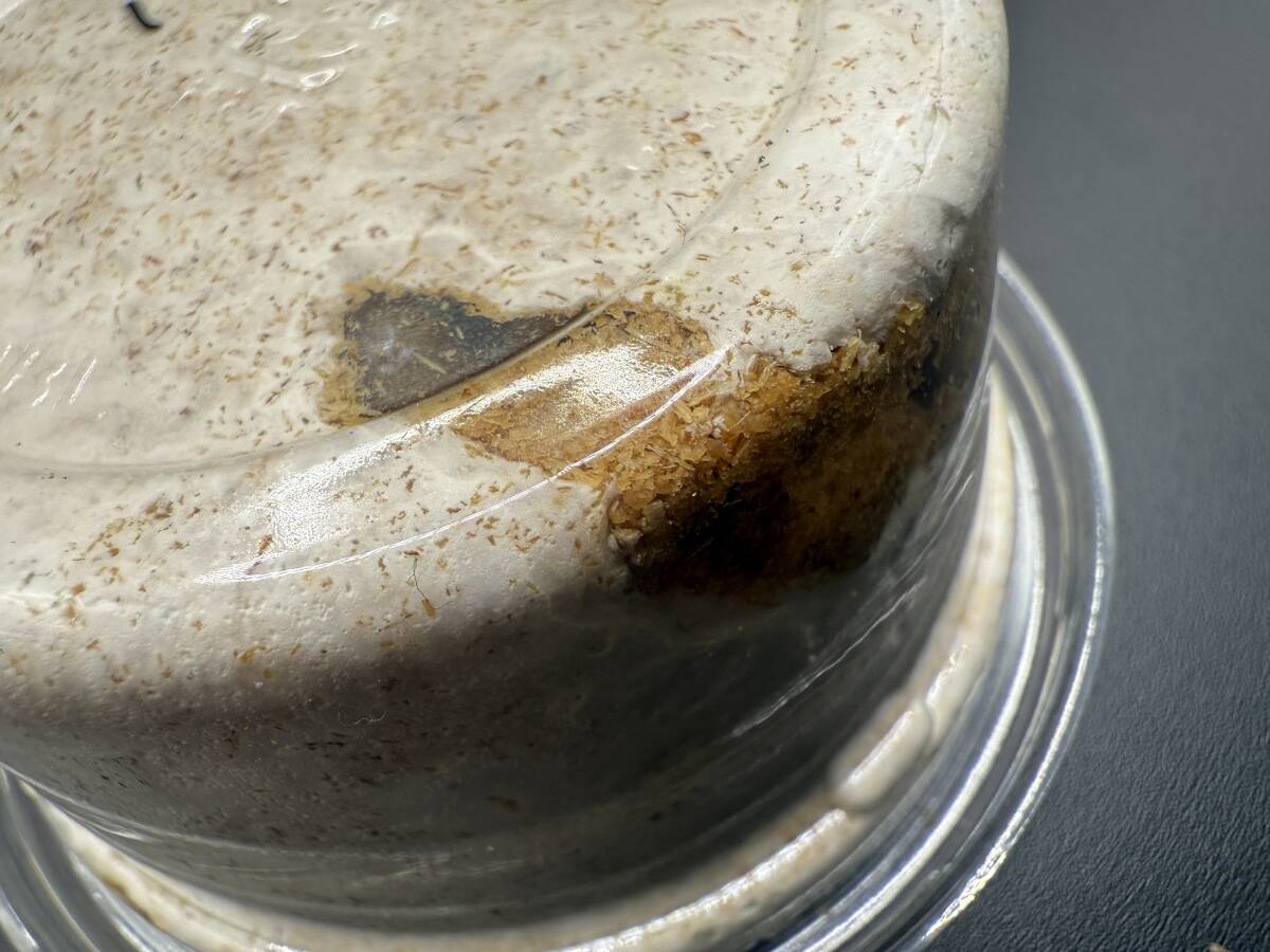 Yahoo!オークション - 【なめだんご】タランドゥス 種雄大型 95mmラ...