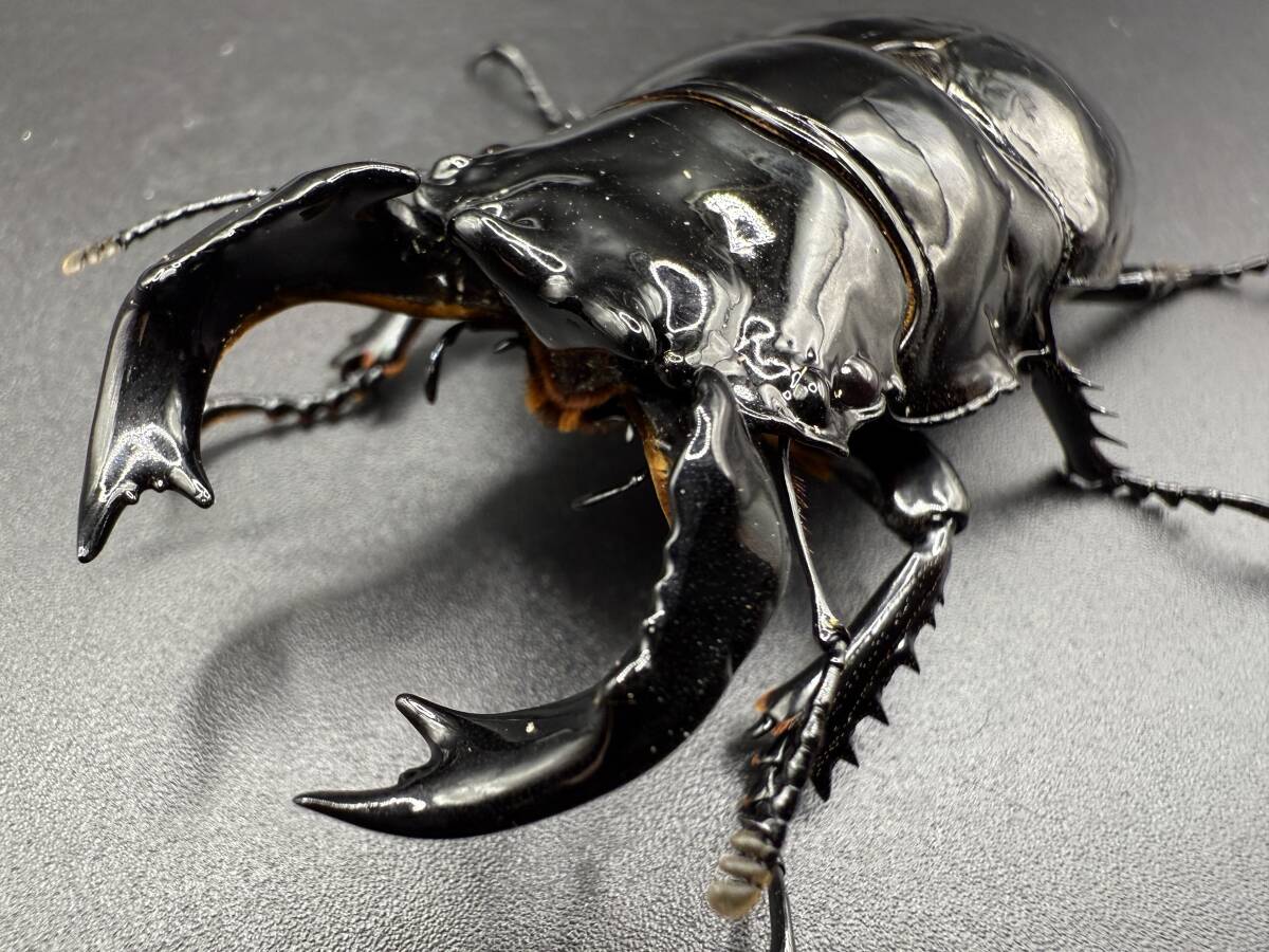 Yahoo!オークション - 【なめだんご】タランドゥス 雄単 86.5mm 未後...