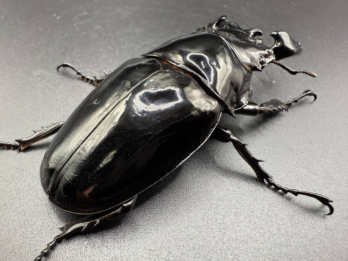 Yahoo!オークション - 【なめだんご】タランドゥス 雄単 86.5mm 未後...