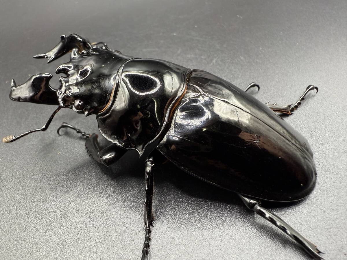 Yahoo!オークション - 【なめだんご】タランドゥス 雄単 86.5mm 未後...