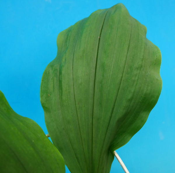 Yahoo!オークション - ∞萠春園∞ サツマ系エビネ 肉厚巨大輪花 【ビー...