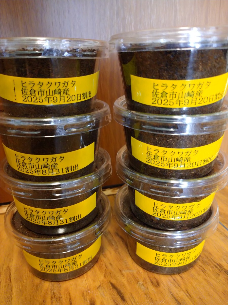 Yahoo!オークション - 千葉県産ヒラタクワガタ 幼虫8頭 No.453