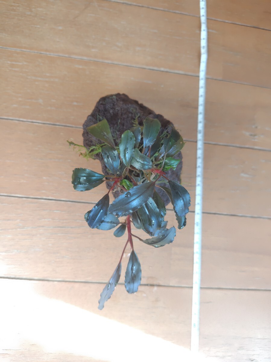 Yahoo!オークション - ブセファランドラsp. パンドラ Bucephalandra sp...