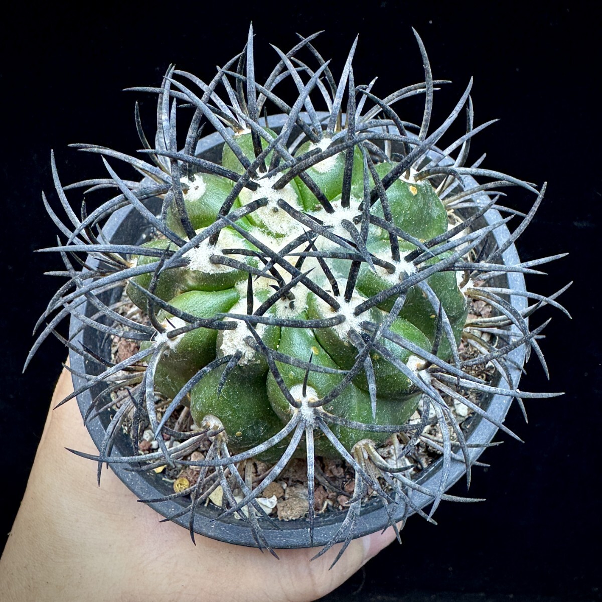 Yahoo!オークション - 133A コピアポア グリセオビオラセア 栗星玉 spi...