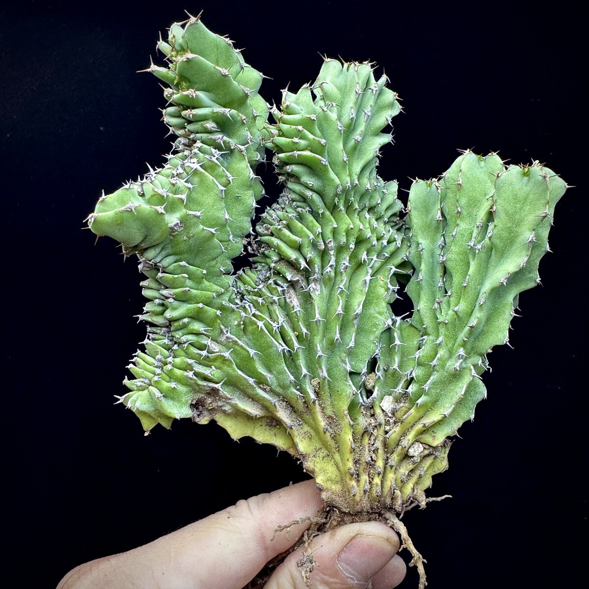 Yahoo!オークション - 172A 春駒プセウドカクタス ユーフォルビアeupho...