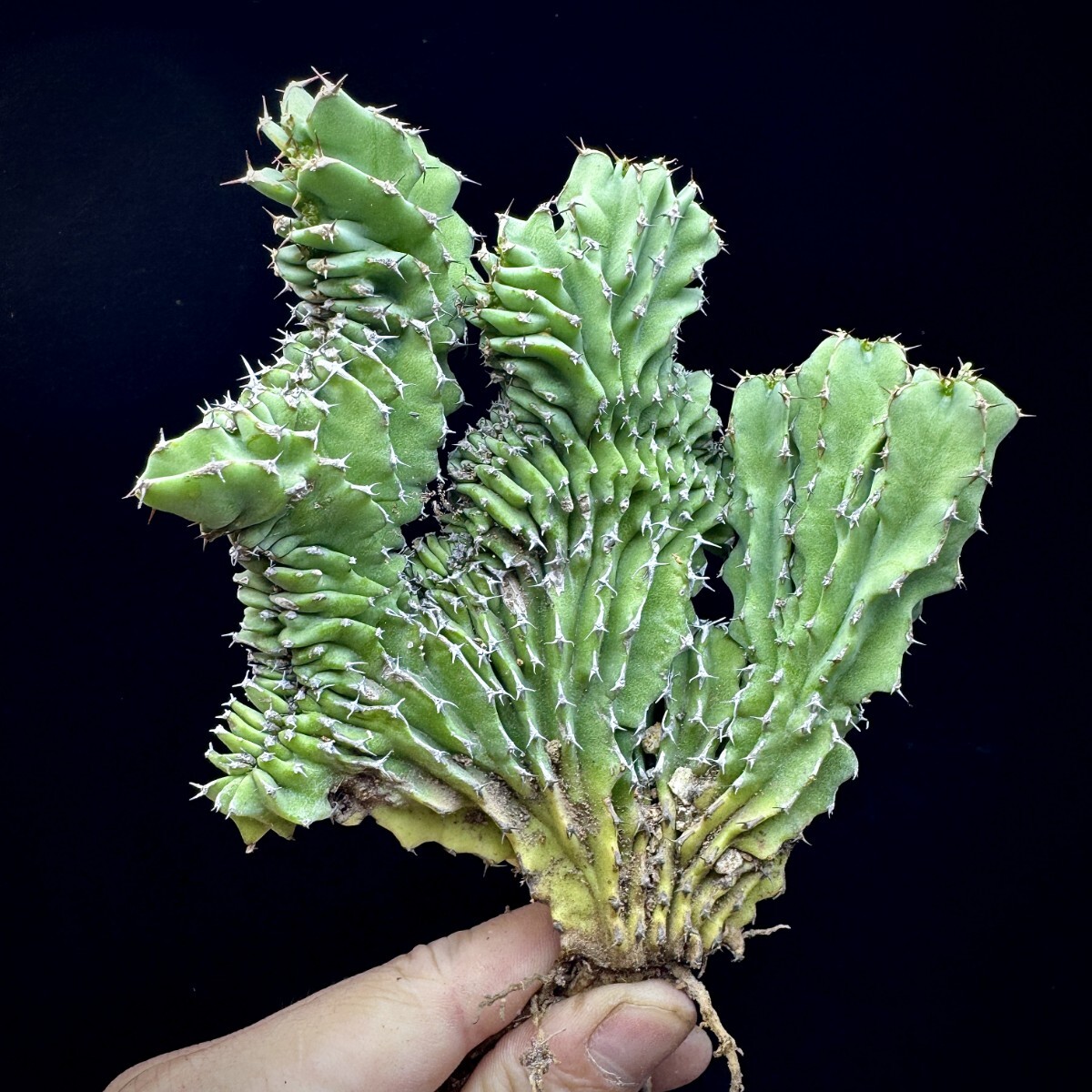 Yahoo!オークション - 172A 春駒プセウドカクタス ユーフォルビアeupho...