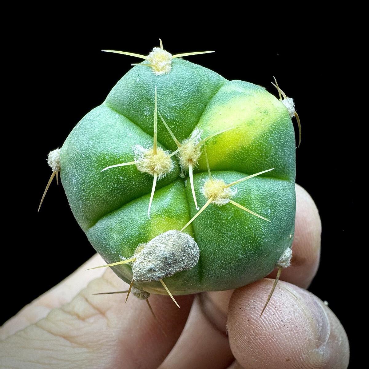 Yahoo!オークション - 184A サボテン ギムノカリキューム属 ペンタカン...