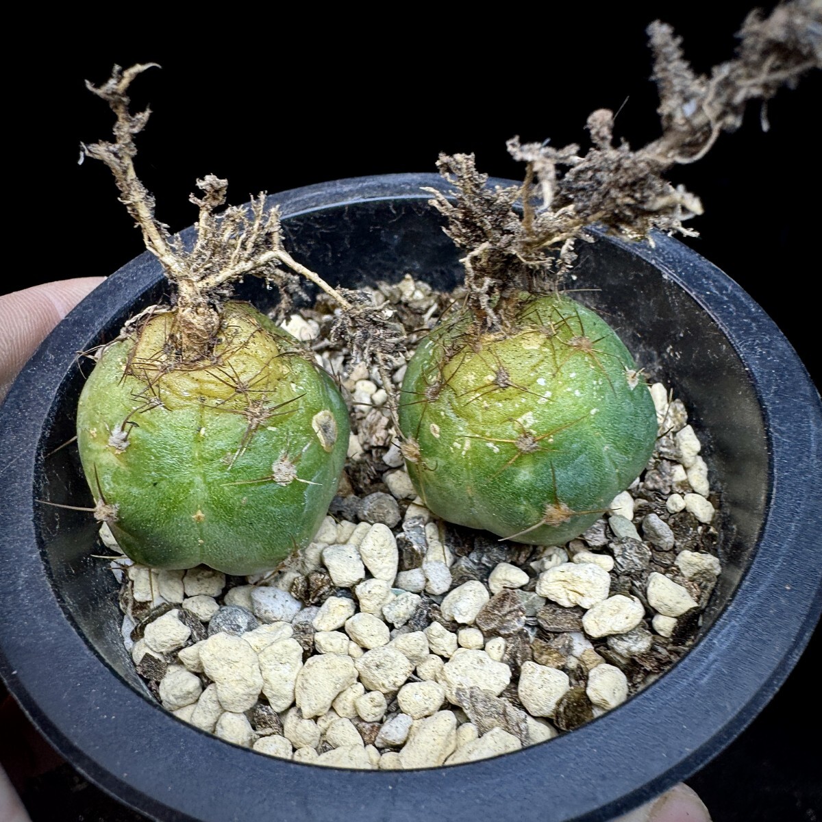 Yahoo!オークション - 184A サボテン ギムノカリキューム属 ペンタカン...