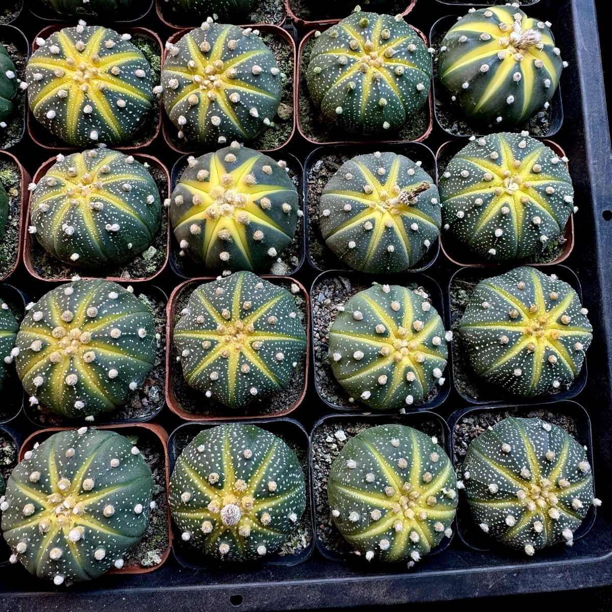 Yahoo!オークション - T27 スーパー兜錦 Astrophytum サボテン 多肉植...