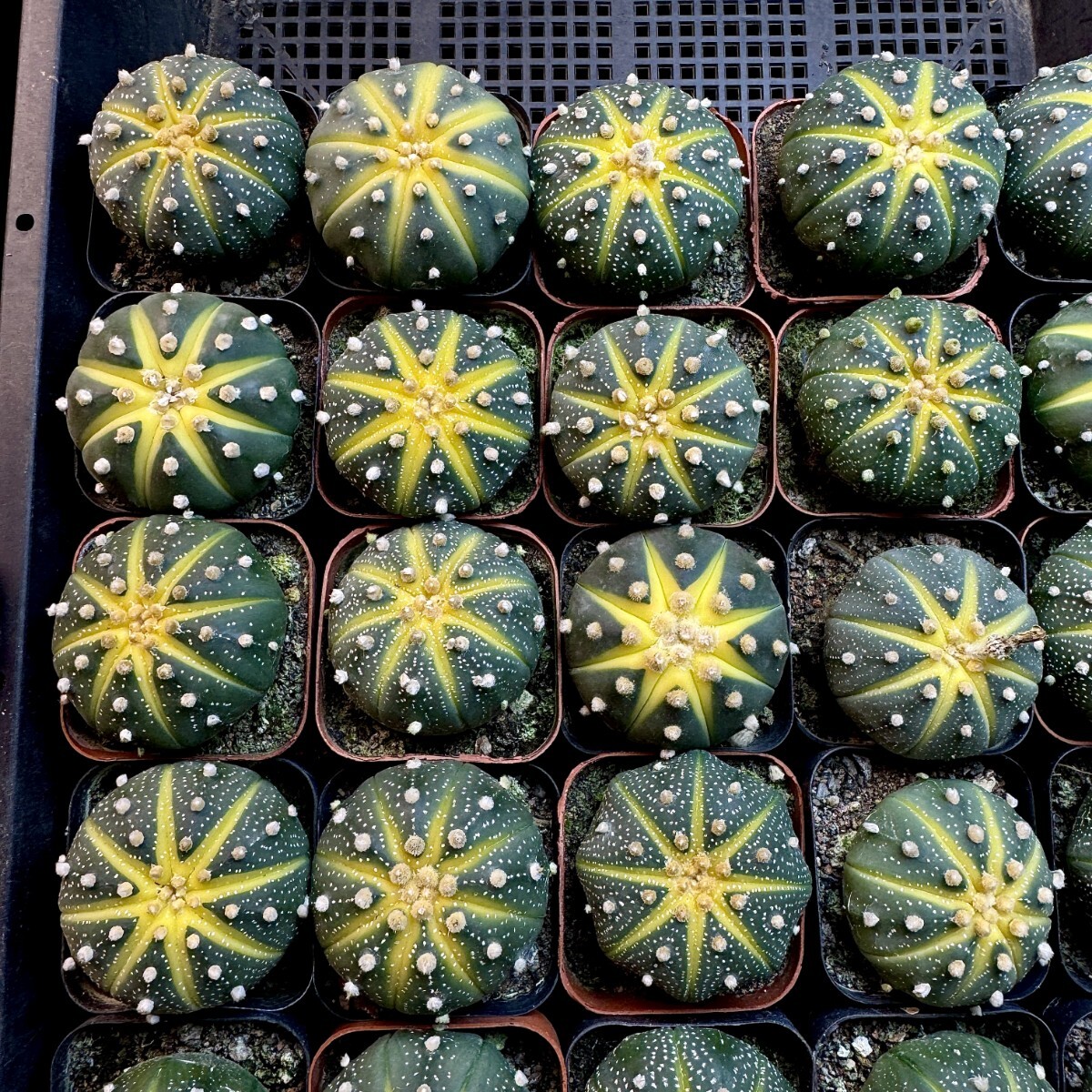 Yahoo!オークション - T27 スーパー兜錦 Astrophytum サボテン 多肉植...