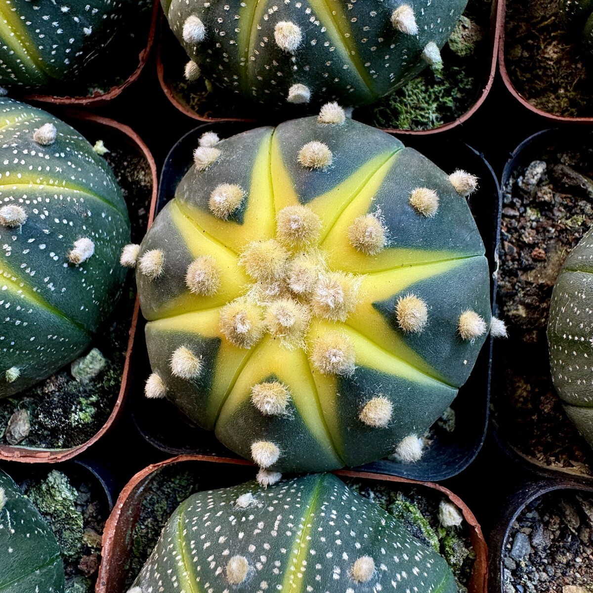 Yahoo!オークション - T27 スーパー兜錦 Astrophytum サボテン 多肉植...