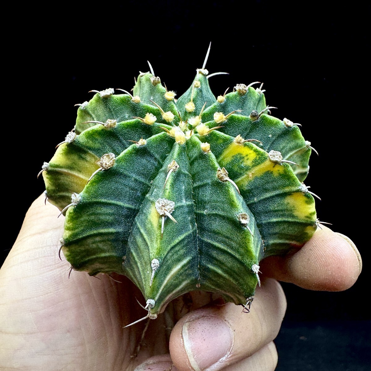 Yahoo!オークション - 149D サボテン 多肉植物 ギムノカリキュウム 牡...