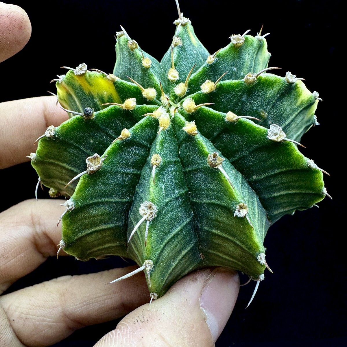 Yahoo!オークション - 149D サボテン 多肉植物 ギムノカリキュウム 牡...