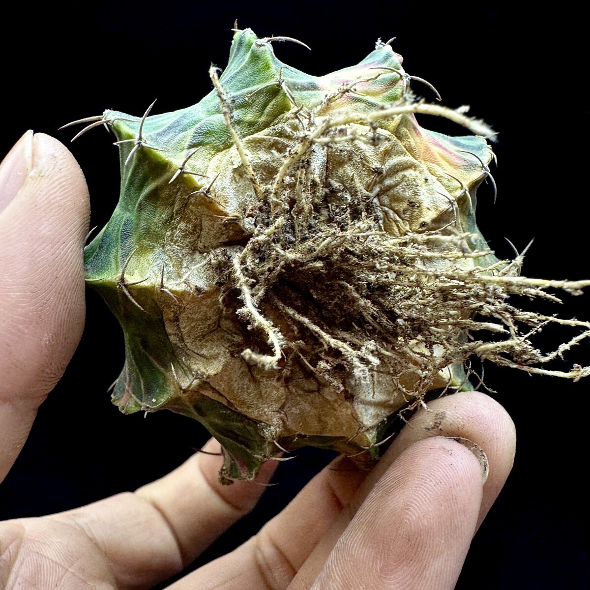 Yahoo!オークション - 149D サボテン 多肉植物 ギムノカリキュウム 牡...