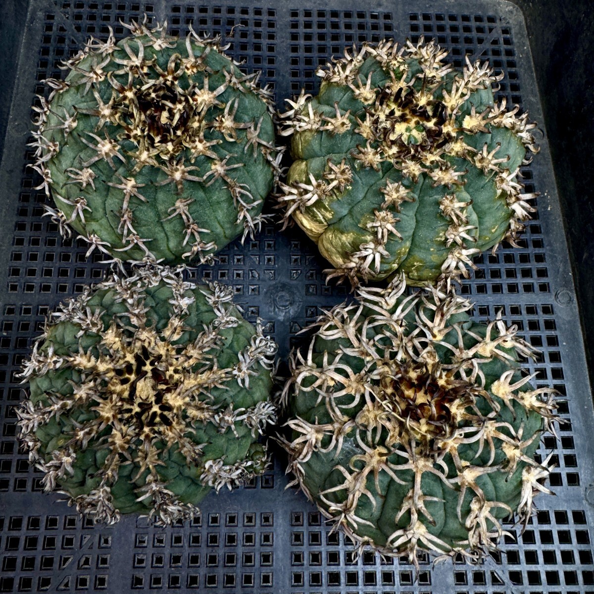 Yahoo!オークション - P7 サボテン 多肉植物 ギムノカリキウム短刺天平...