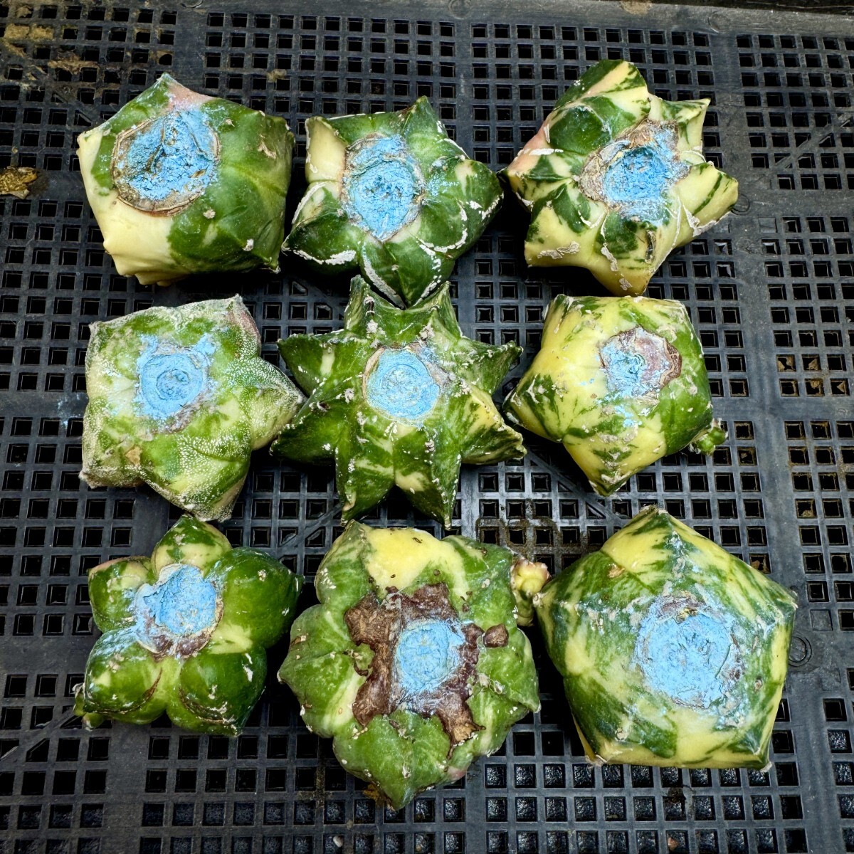 Yahoo!オークション - P9 Astrophytum myriostigma サボテン アストロ...