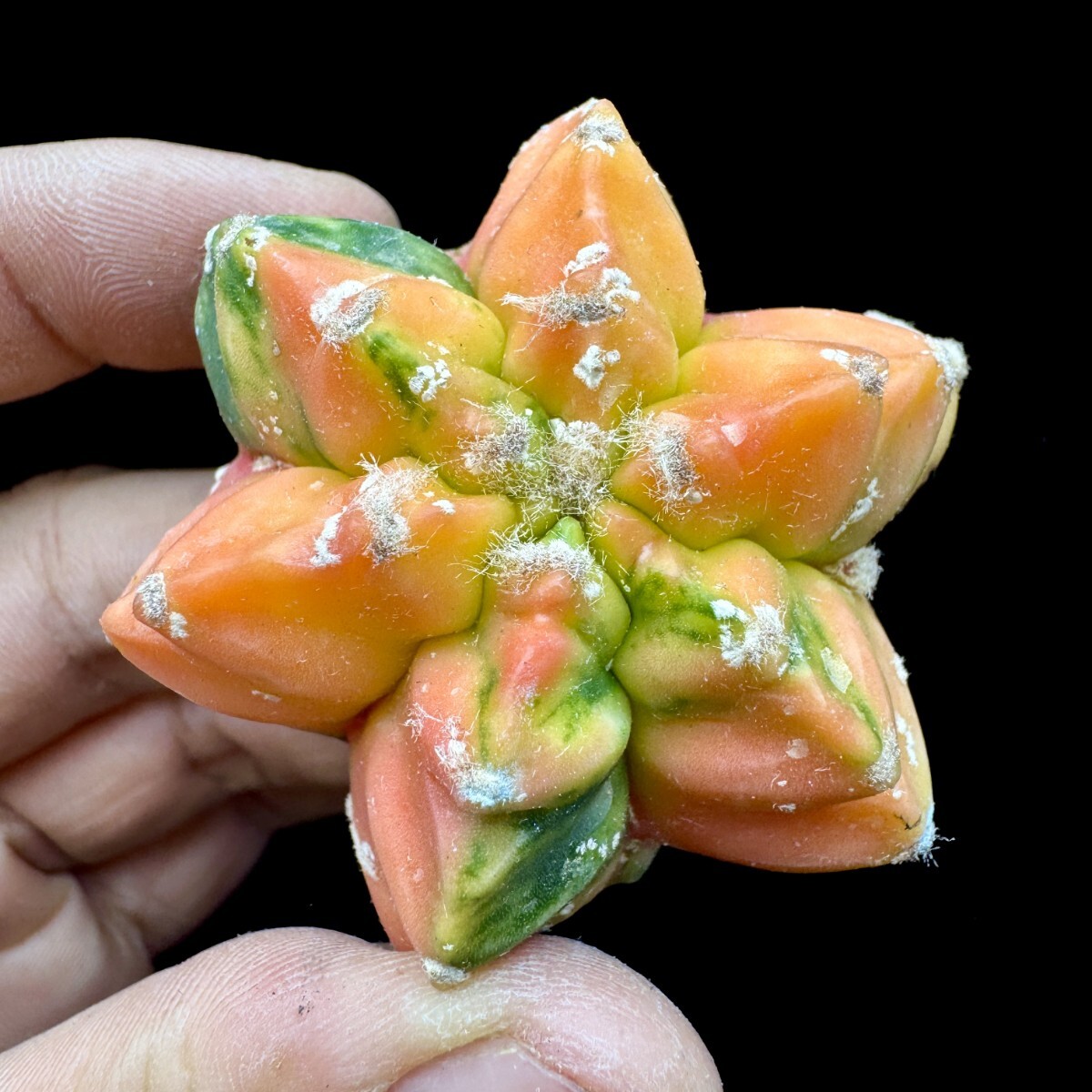 Yahoo!オークション - P10 Astrophytum myriostigma サボテン アストロ...