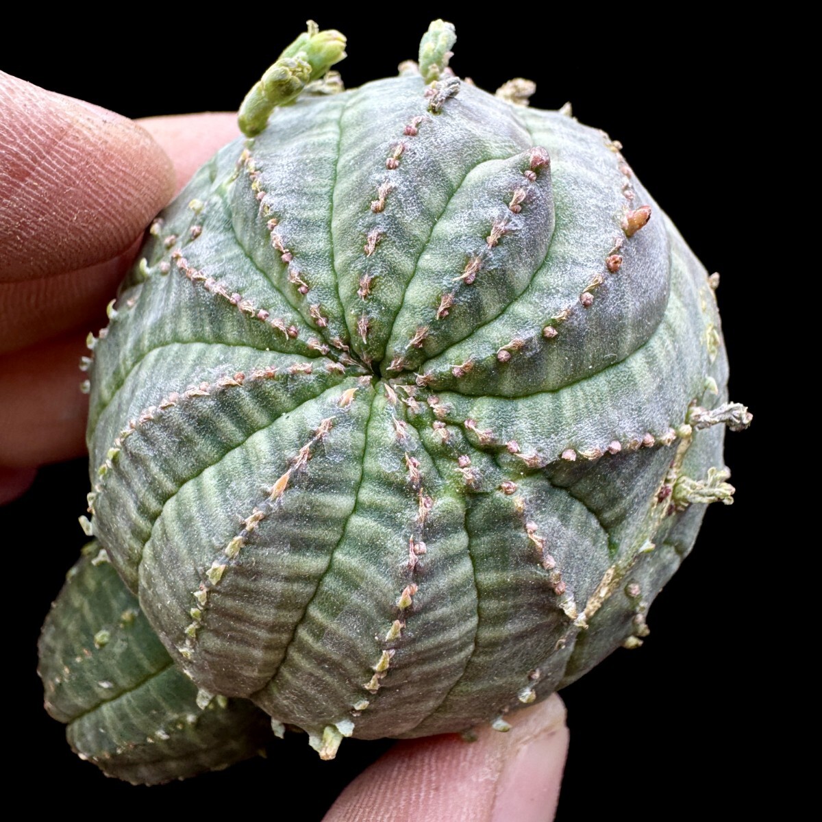 Yahoo!オークション - P12 サボテン 多肉植物 ユーフォルビア オベサ E...